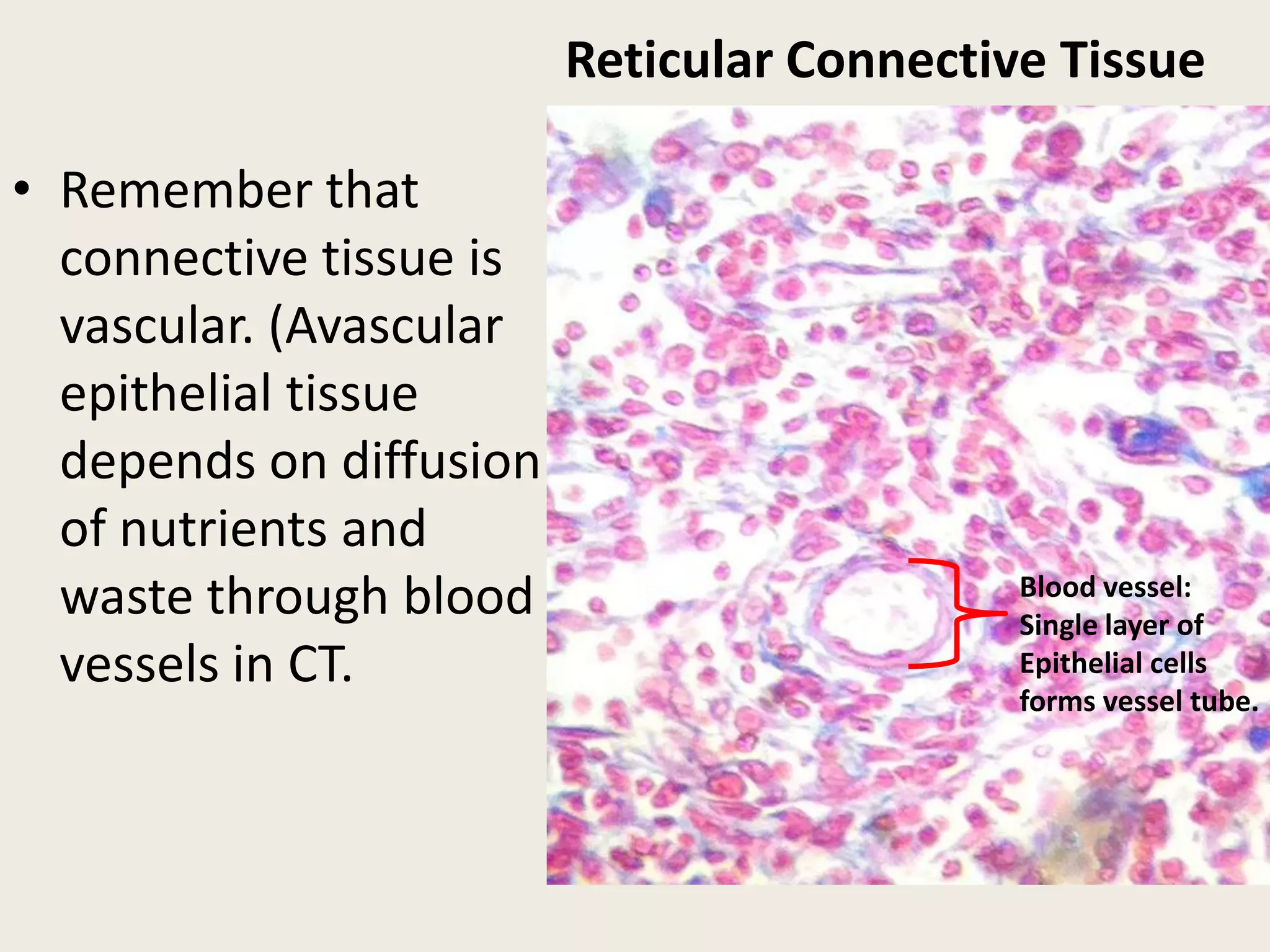 Histology Lab Slides | PPTX