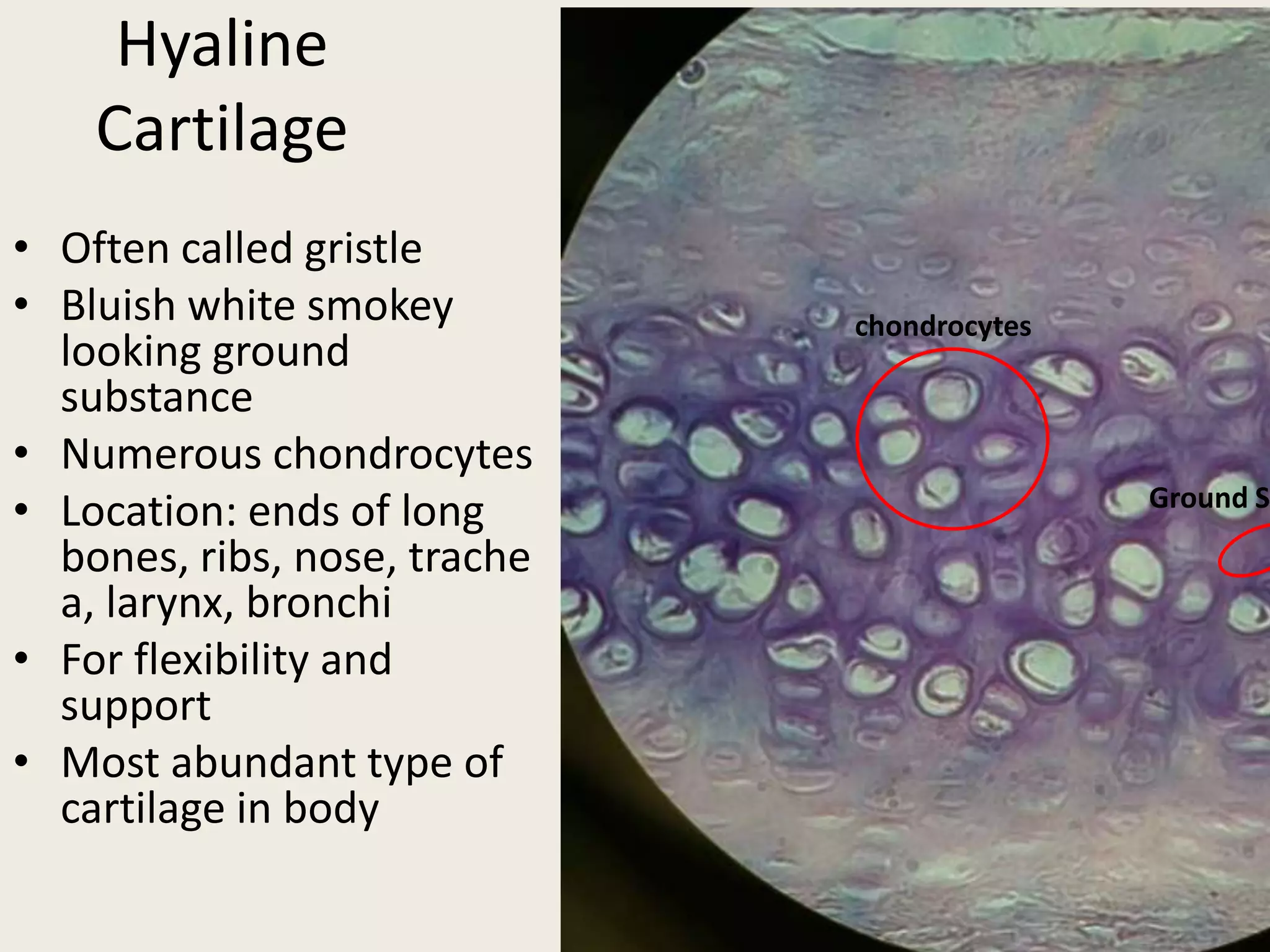 Histology Lab Slides | PPTX | Endocrine and Metabolic Diseases ...