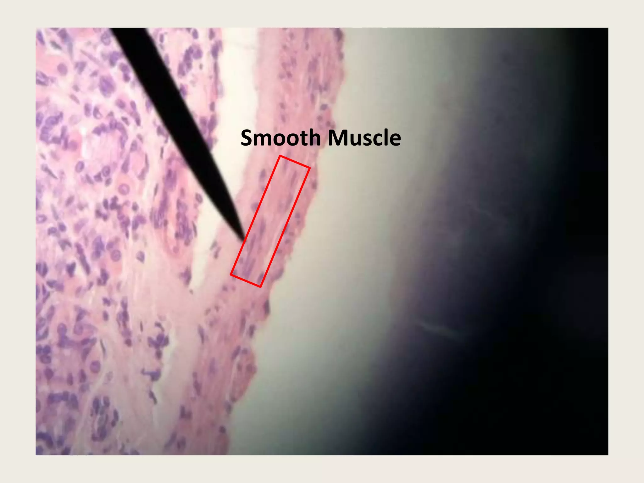 Histology Lab Slides | PPTX | Endocrine and Metabolic Diseases ...