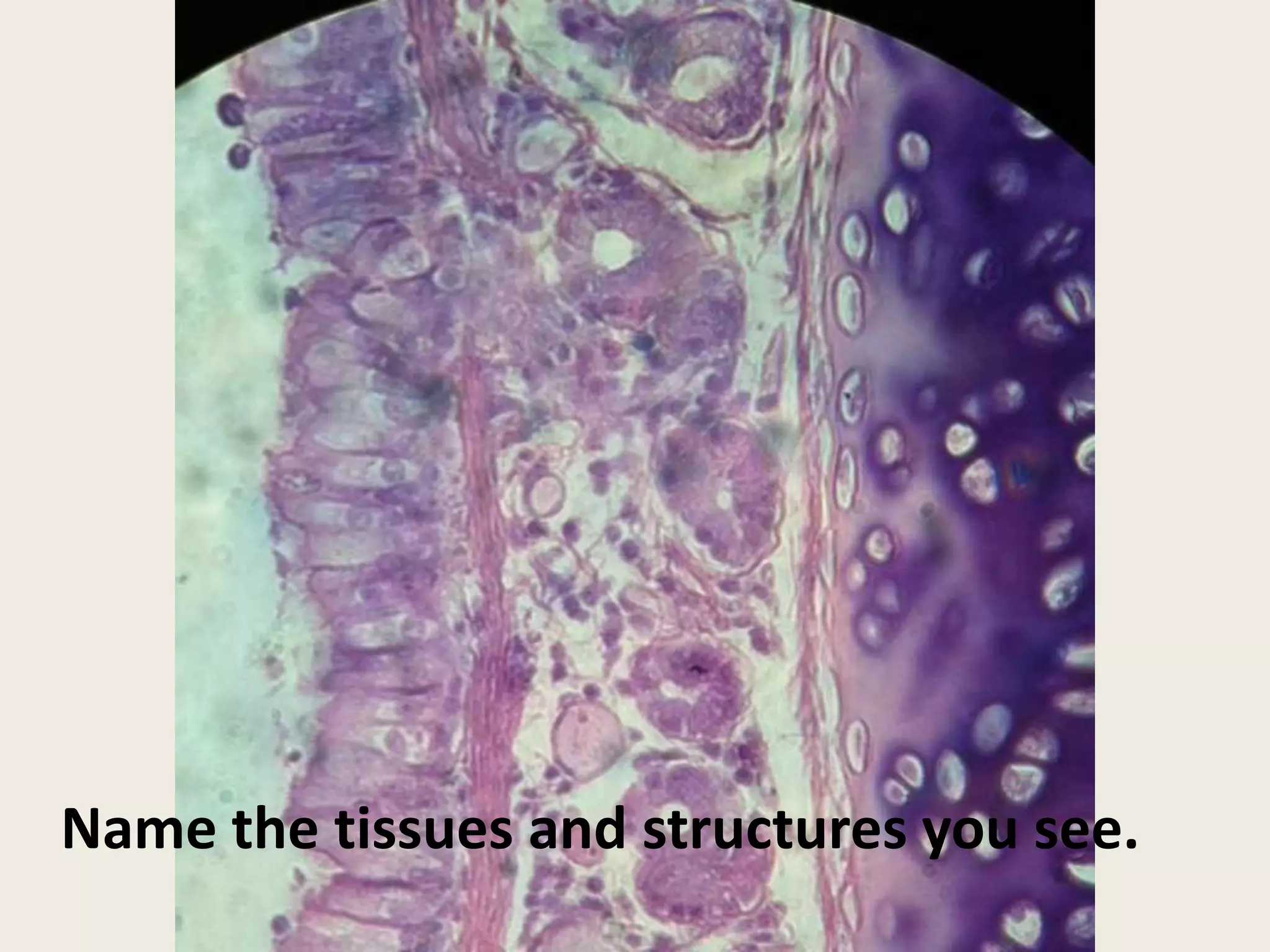 Histology Lab Slides | PPTX