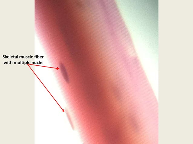 Histology Lab Slides | PPT
