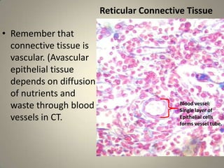 Reticular Connective Tissue Slides Labeled