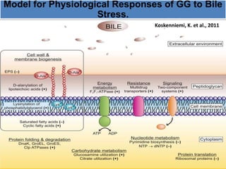 Stress response in lactic acid bacteria and its implications in ...
