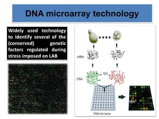Stress response in lactic acid bacteria and its implications in ...
