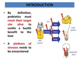 Stress response in lactic acid bacteria and its implications in ...