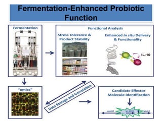 Stress response in lactic acid bacteria and its implications in ...