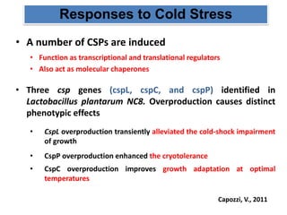Stress response in lactic acid bacteria and its implications in ...