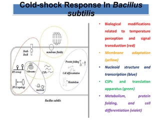 Stress response in lactic acid bacteria and its implications in ...