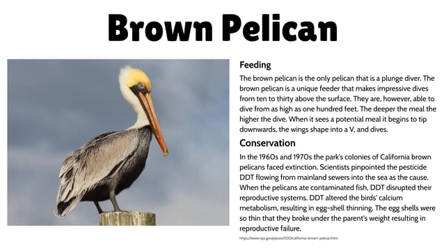 Ocean-themed Student Table Groups & Desk Tags | PPT