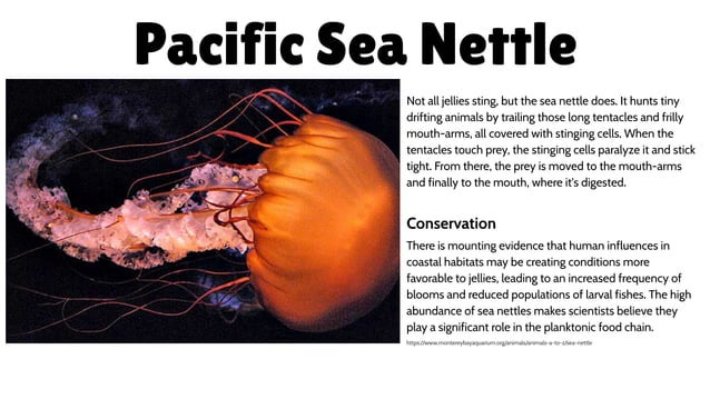 Ocean-themed Student Table Groups & Desk Tags | PPT