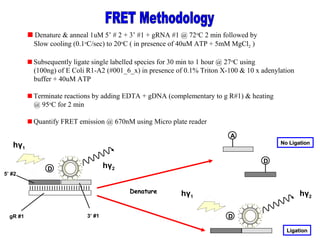 Lab talk 300710 optimisation of fret assay parameters_calculating km of ...