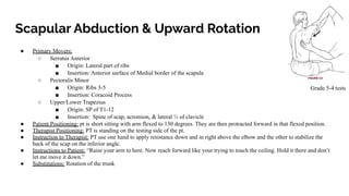 Manual muscle test for clerical region and thoracic | PDF
