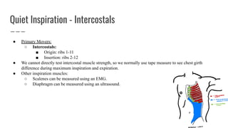 Manual muscle test for ceruval thoracic and lumbar | PDF