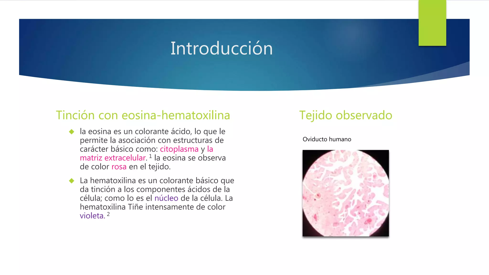 Oviducto humano tinción eosina-hematoxilina. campo claro y oscuro | PPTX