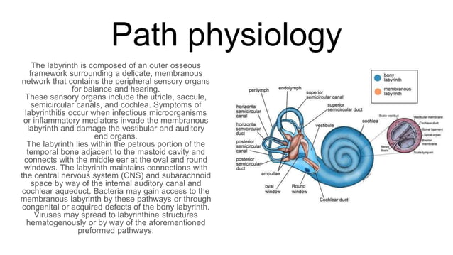 Labyrinthitis.pptx | Ear, Nose and Throat Conditions | Diseases and ...