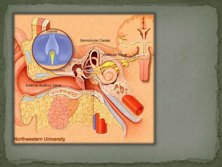 Labyrinthitis the inner ear infection Labyrinthitis the inner ear infection