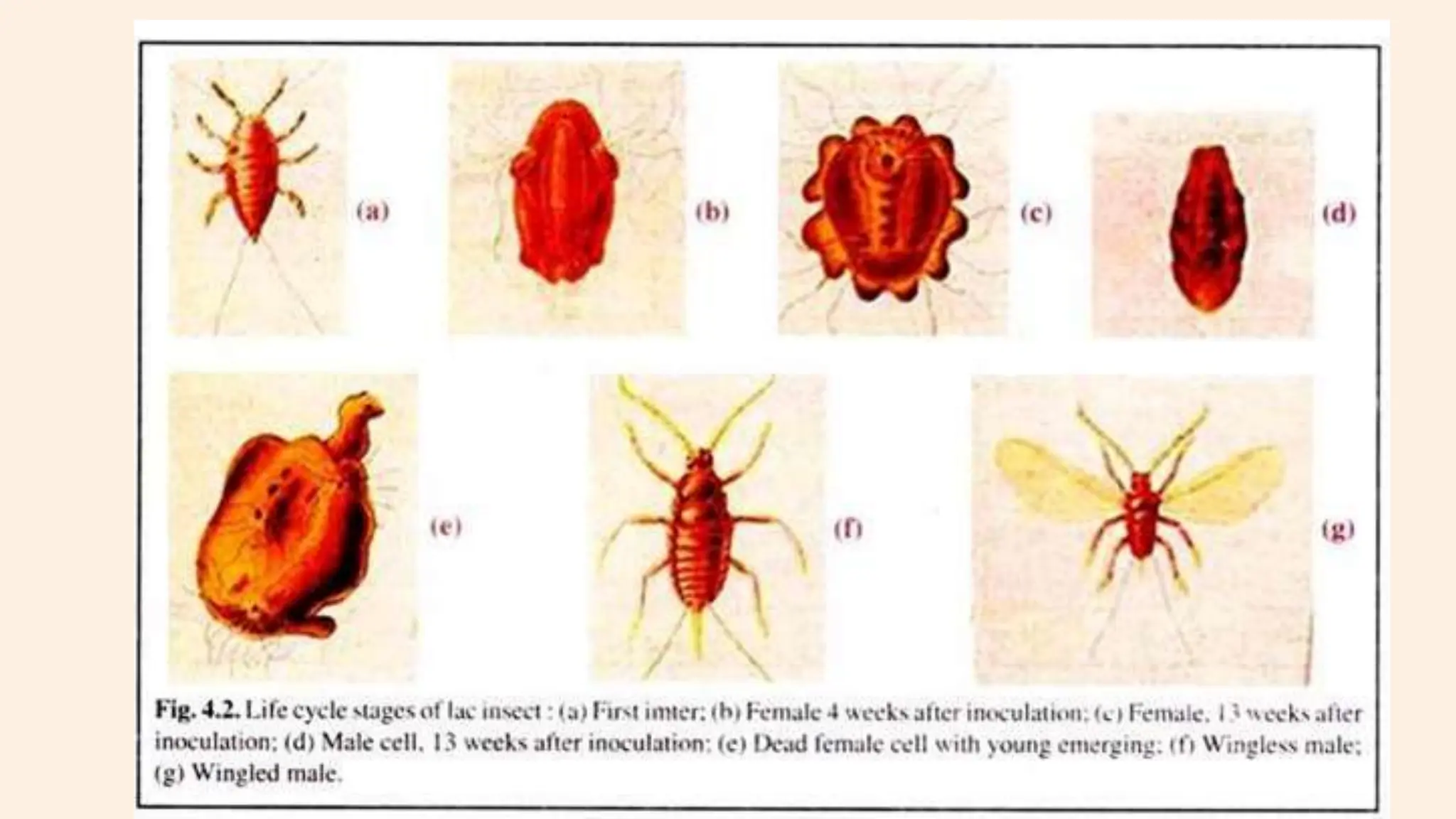 Lac insect Byproducts | PPTX