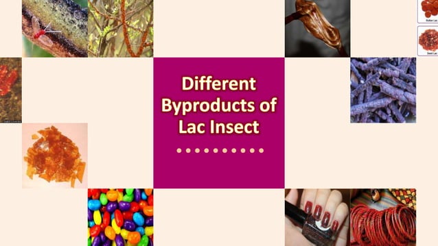 Lac insect Byproducts | PPTX