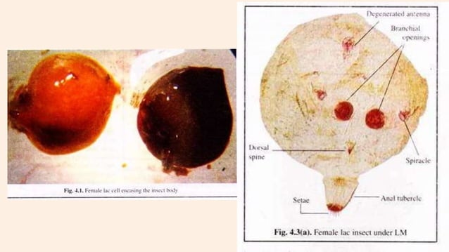 Lac insect Byproducts | PPTX