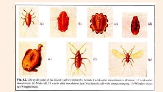 Lac insect Byproducts | PPTX
