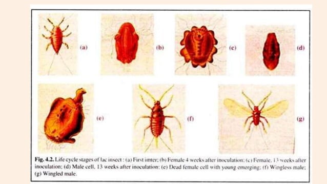 Lac insect Byproducts | PPTX