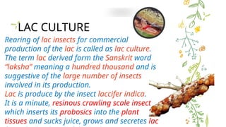 Lac-Culture-for BSc. Agriculture-3rdyear.pptx
