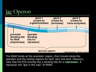 Lac Operon | PPT