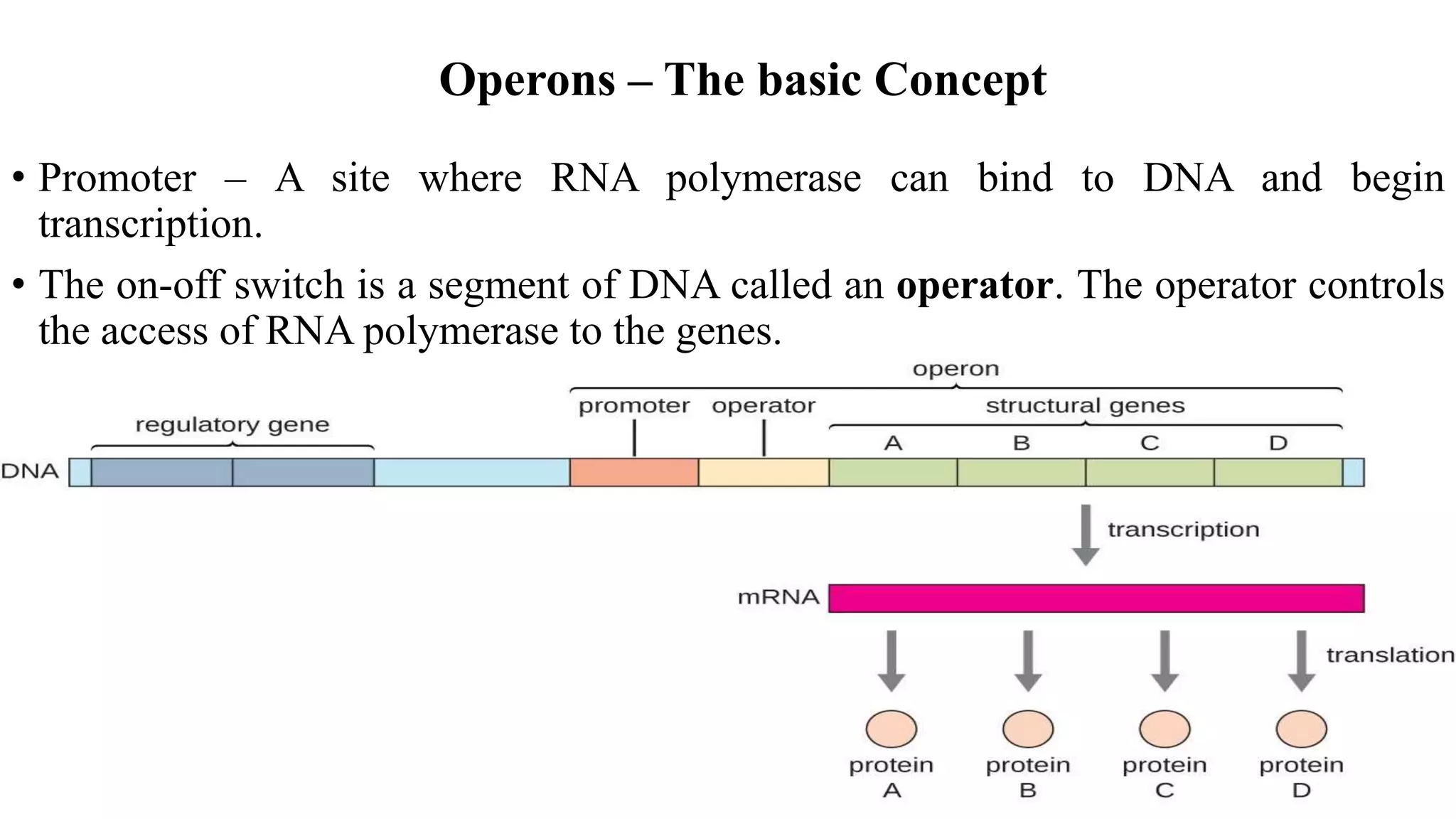 lac-Operon.pptx