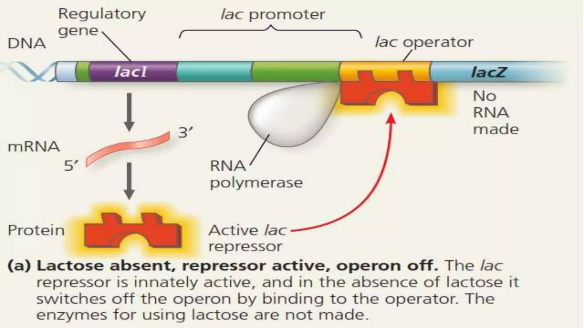 lac-Operon.pptx