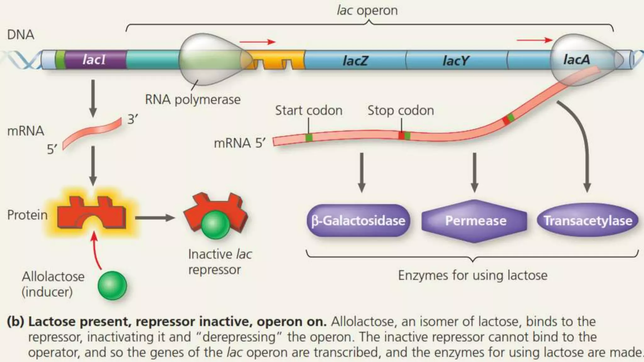 lac-Operon.pptx