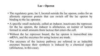 lac-Operon.pptx