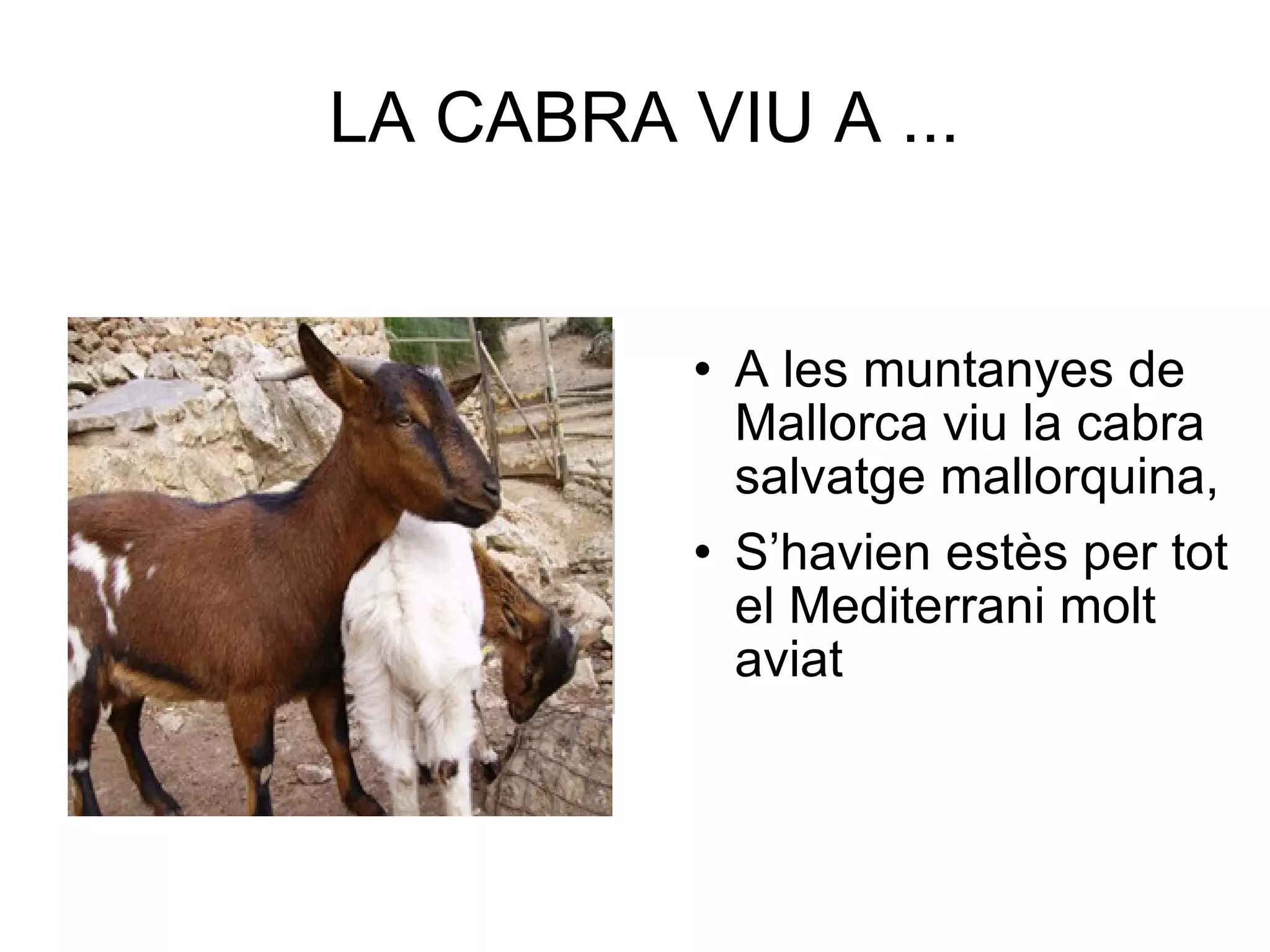 La cabra | PPT
