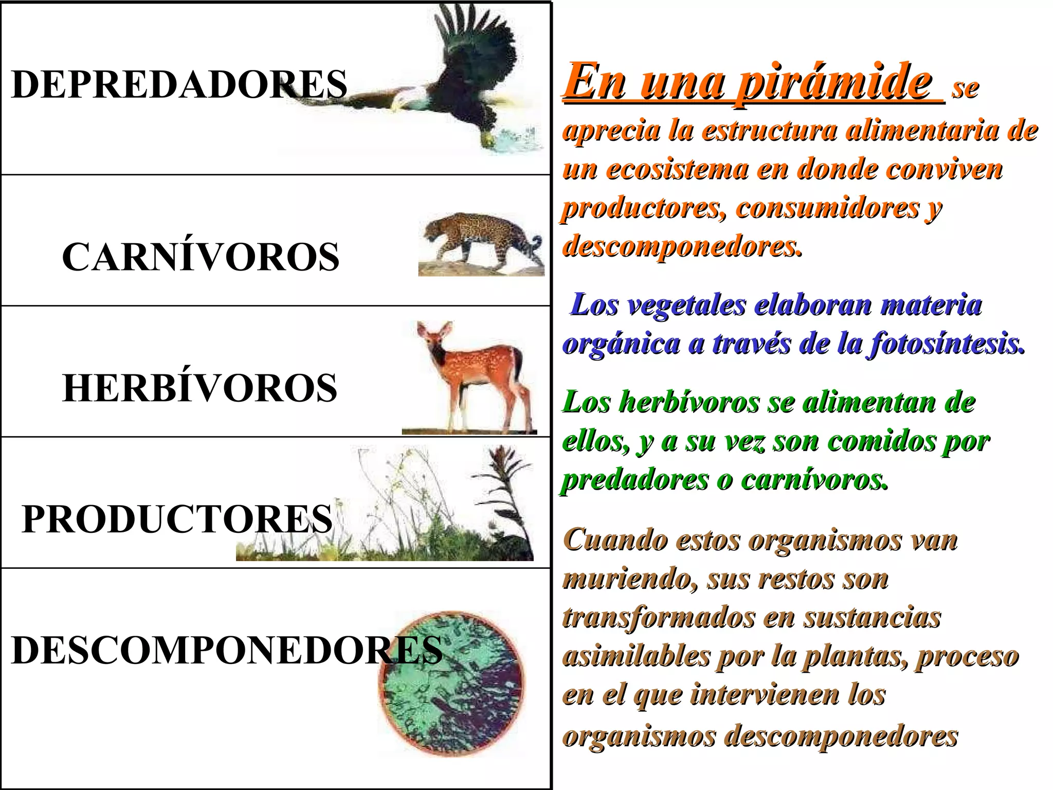 La Cadena Alimentaria | PPT