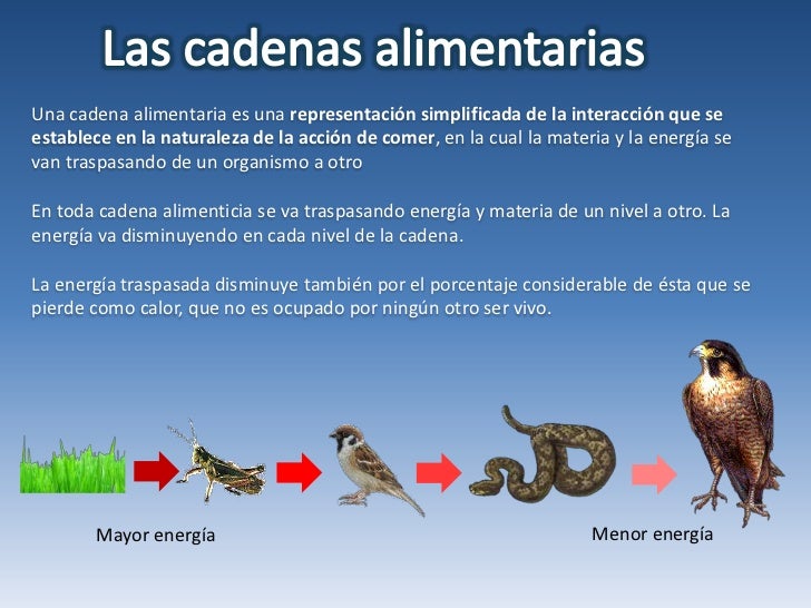 Niveles tróficos y redes de cadena alimentarias.