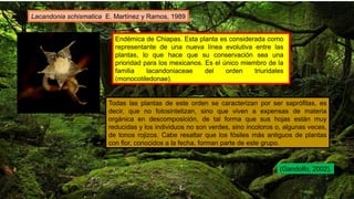 Lacandonaceae | ODP