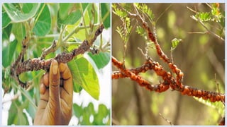 LACANDSHELLAC.pptx | Chemistry | Science