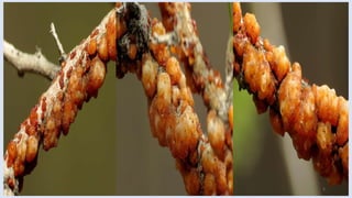 LACANDSHELLAC.pptx | Chemistry | Science