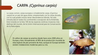 LA CARPA (Cyprinus carpio).pptx