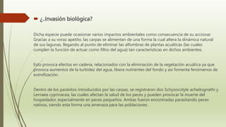 LA CARPA (Cyprinus carpio).pptx