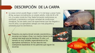LA CARPA (Cyprinus carpio).pptx