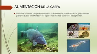 LA CARPA (Cyprinus carpio).pptx