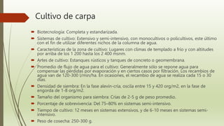LA CARPA (Cyprinus carpio).pptx
