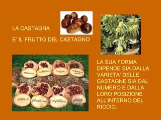 La castagna | PPT