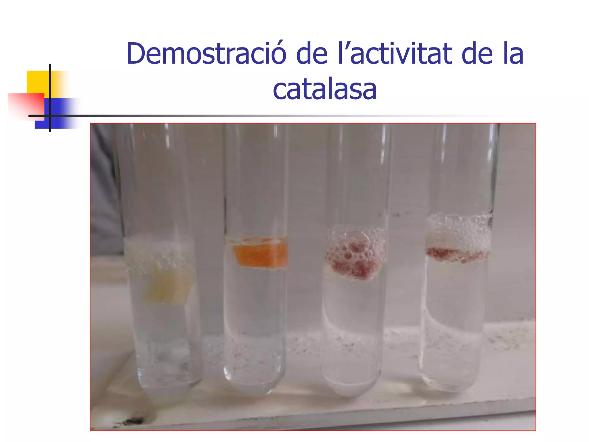 La catalasa | PPT