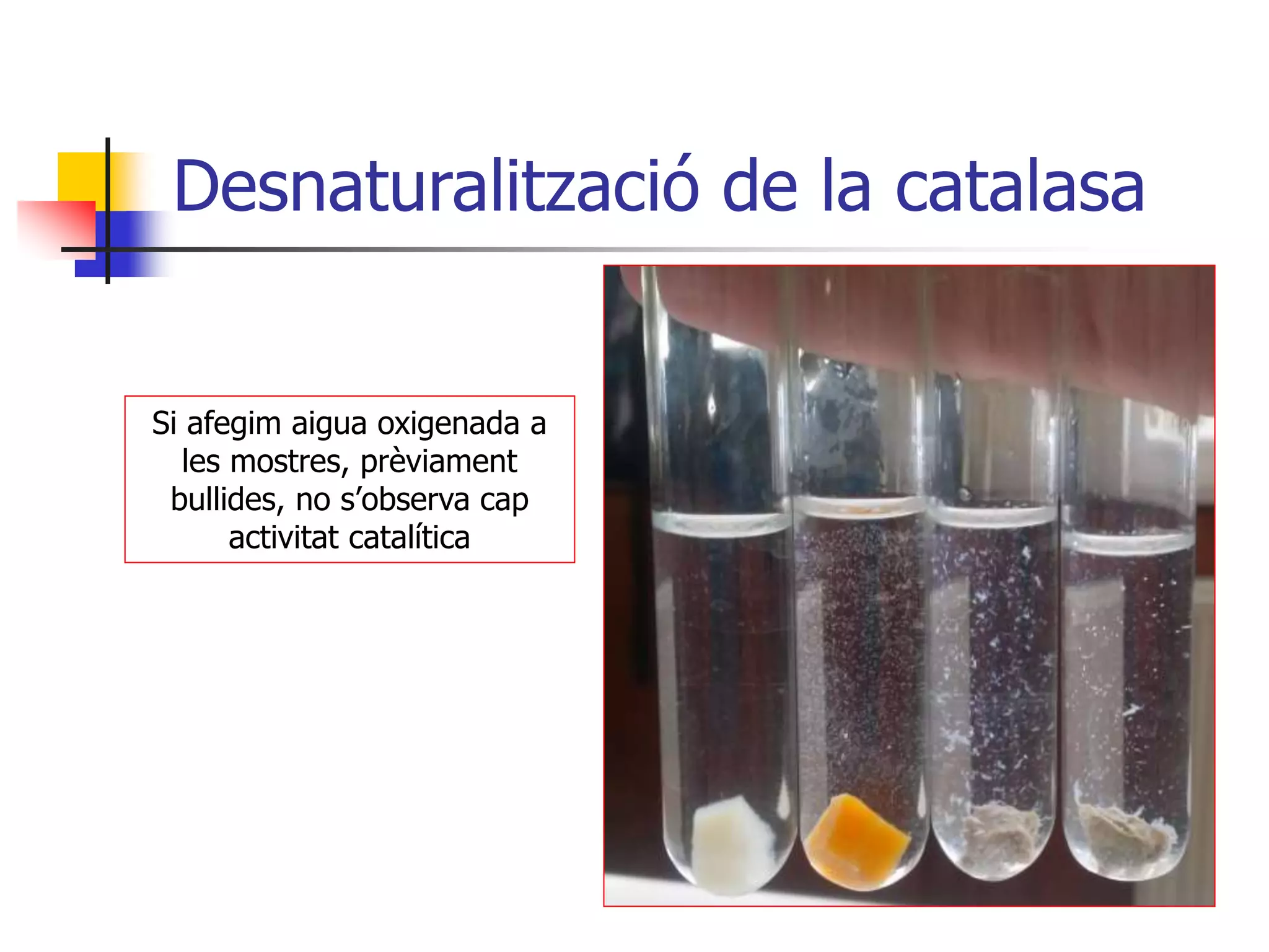 La catalasa | PPT