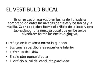 La cavidad bucal | PPTX