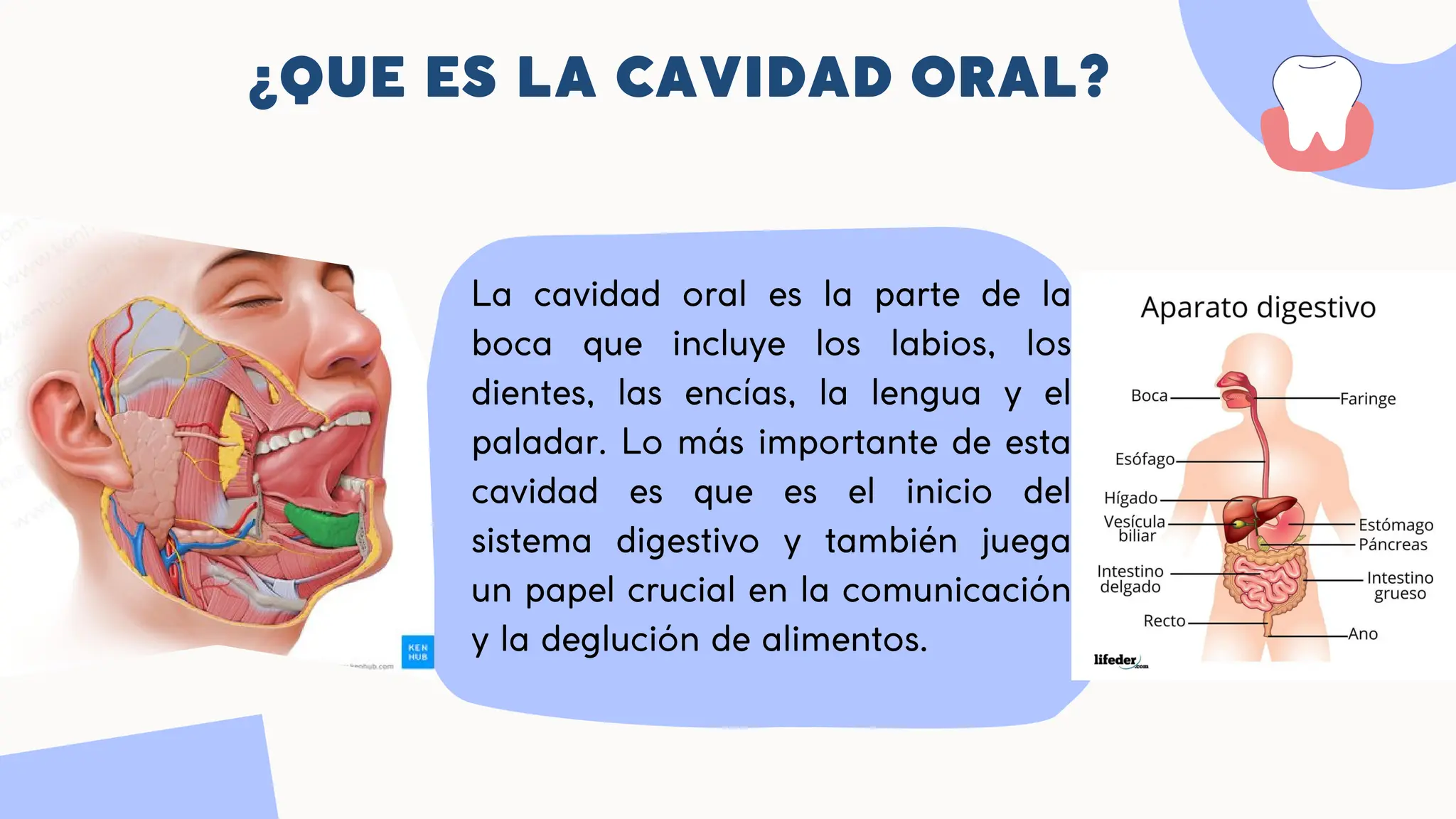 La cavidad oral Anatomía C Y C.pdf.pdfs