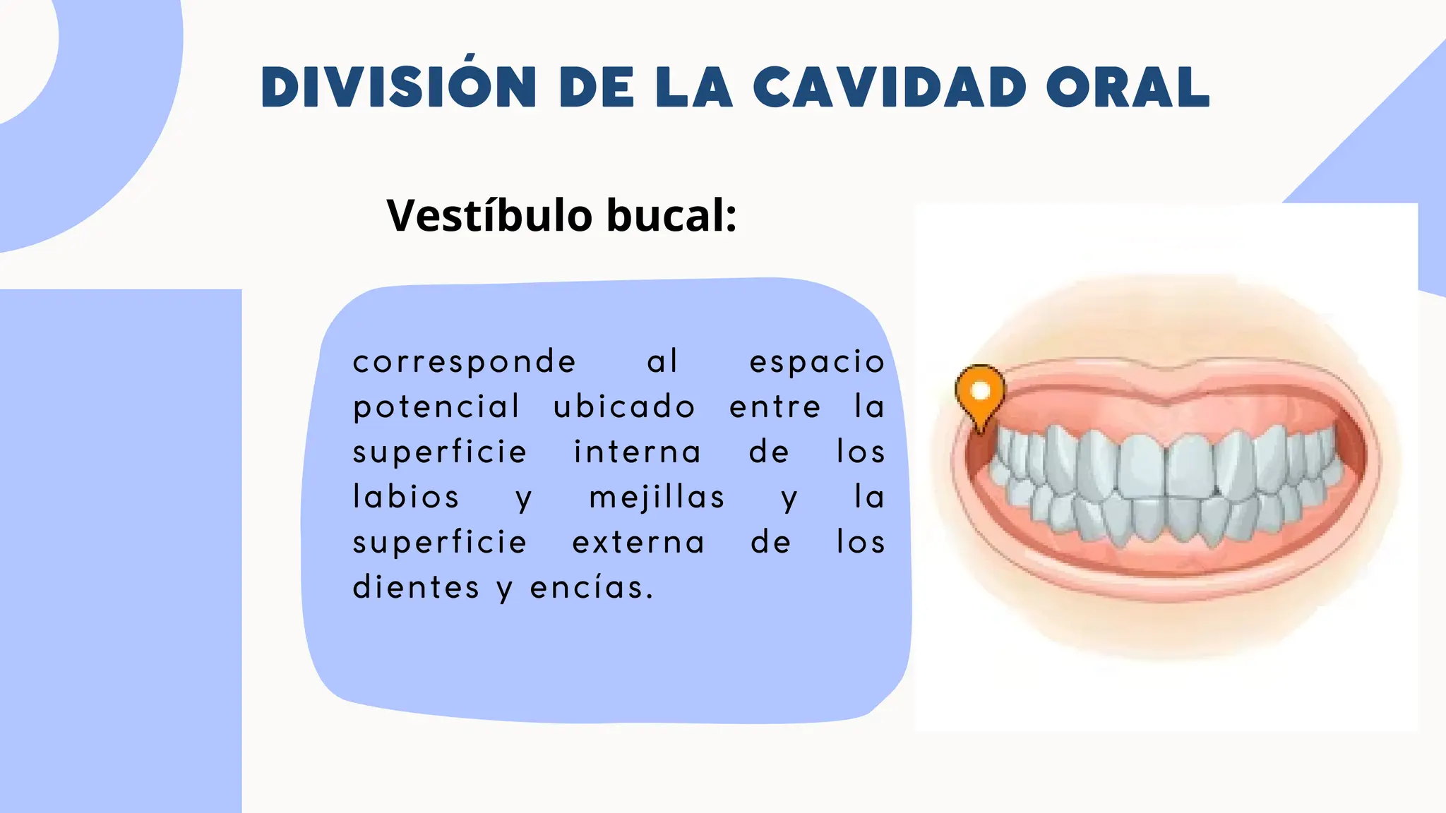 La cavidad oral Anatomía C Y C.pdf.pdfs