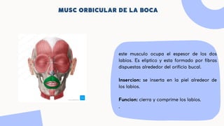 La cavidad oral Anatomía C Y C.pdf.pdfs