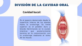 La cavidad oral Anatomía C Y C.pdf.pdfs